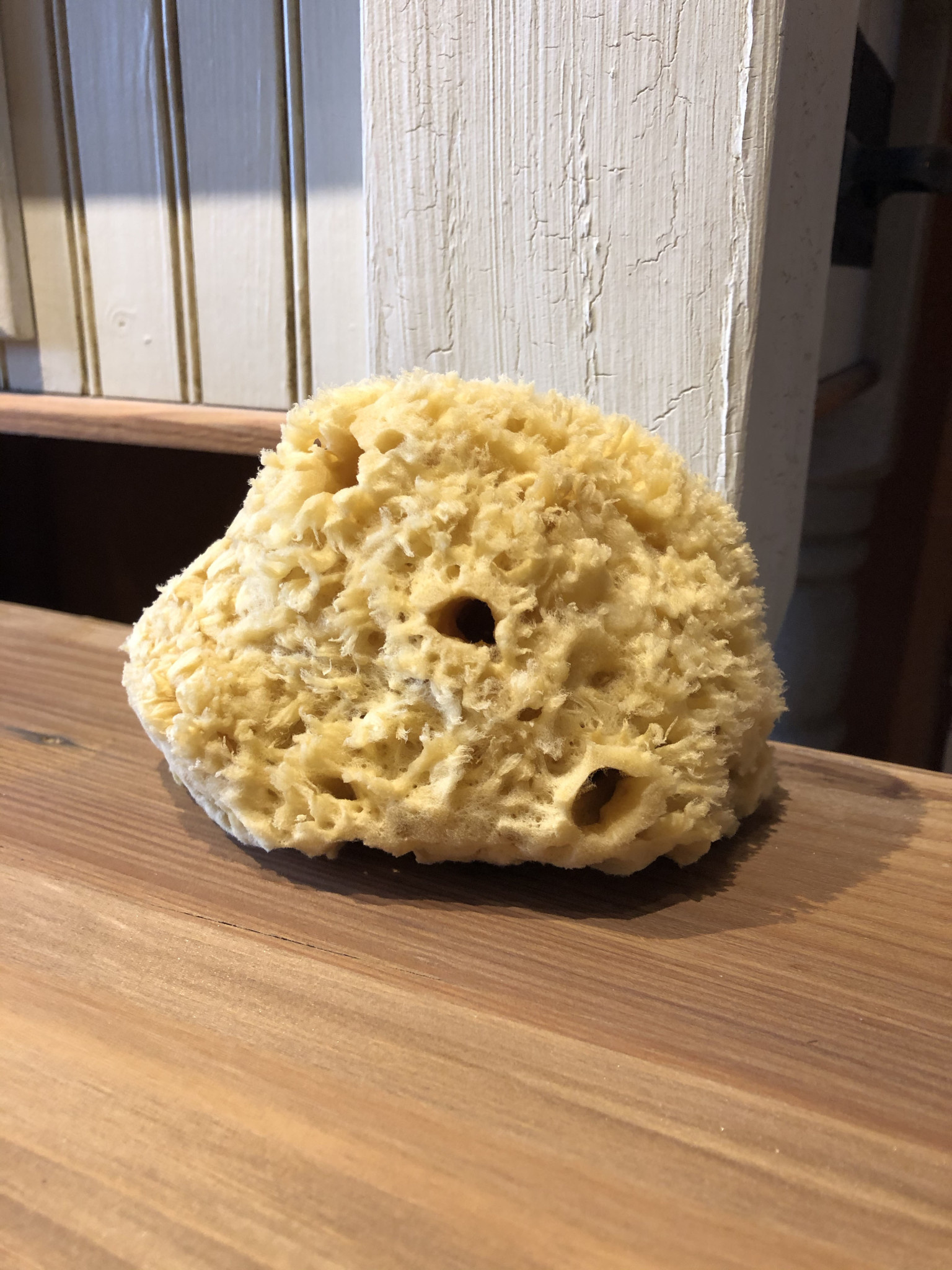 Large Sea Wool - Daiseye