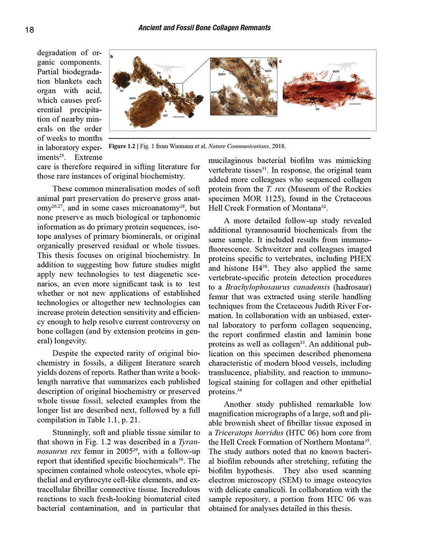 Ancient and Fossil Bone Collagen Remnants - Institute for Creation Research