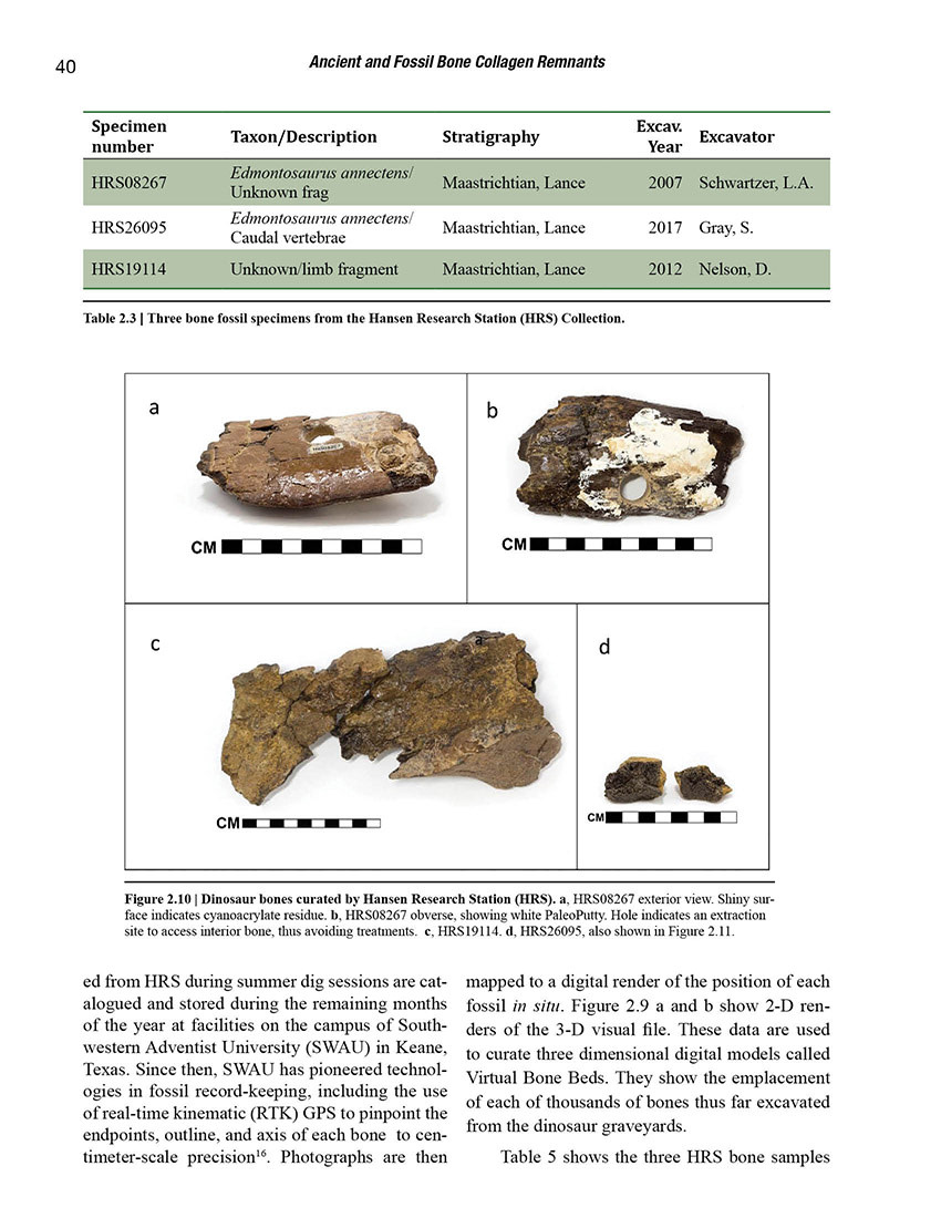 Ancient and Fossil Bone Collagen Remnants - Institute for Creation Research