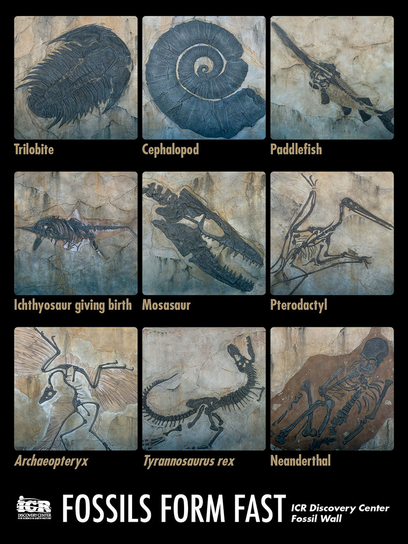 Fossil Wall Poster - Institute for Creation Research