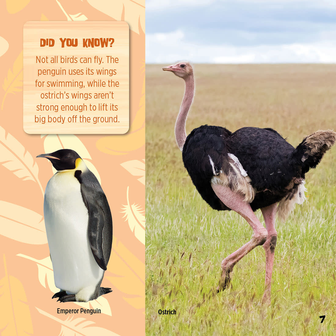 God Created Birds - Institute for Creation Research