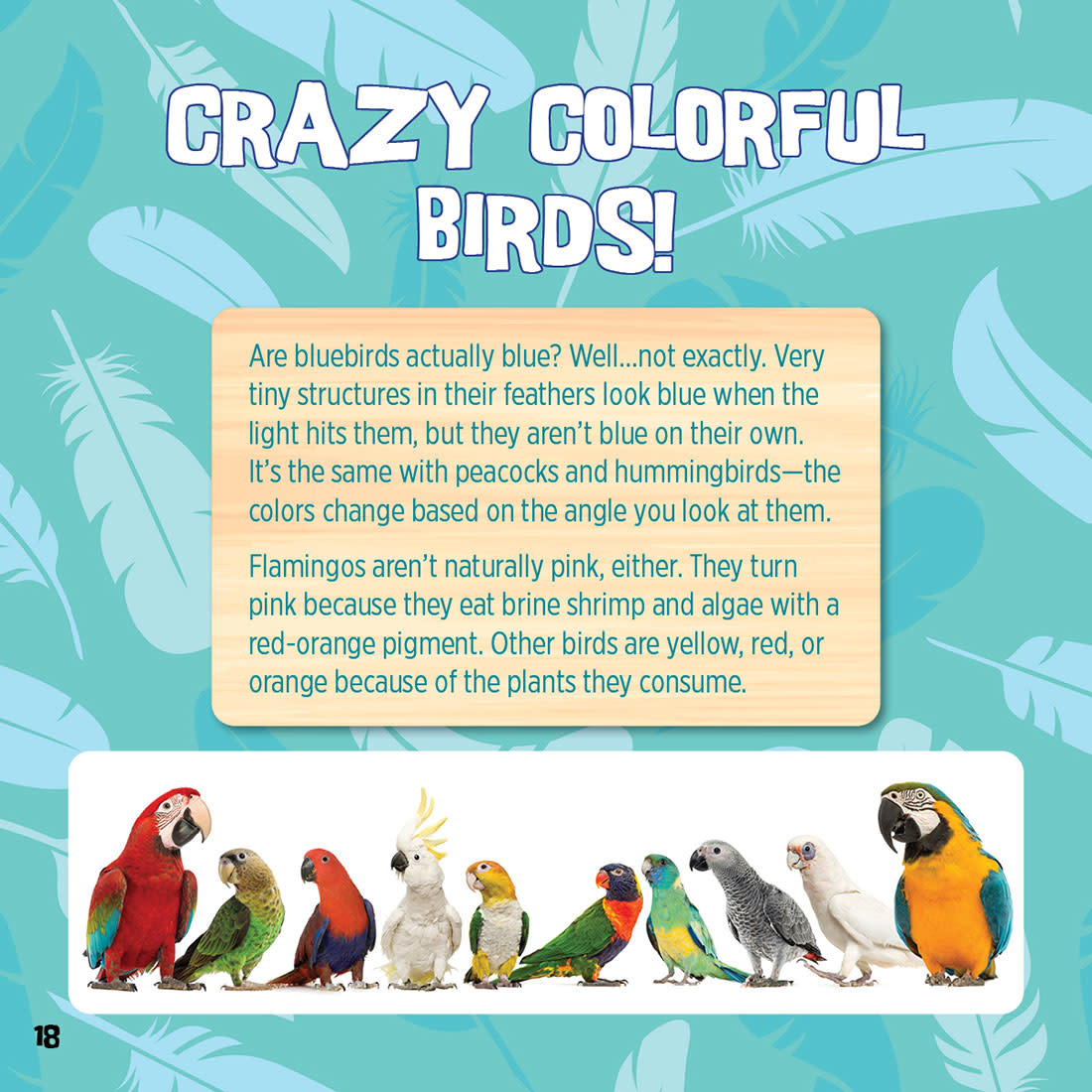 God Created Birds - Institute for Creation Research