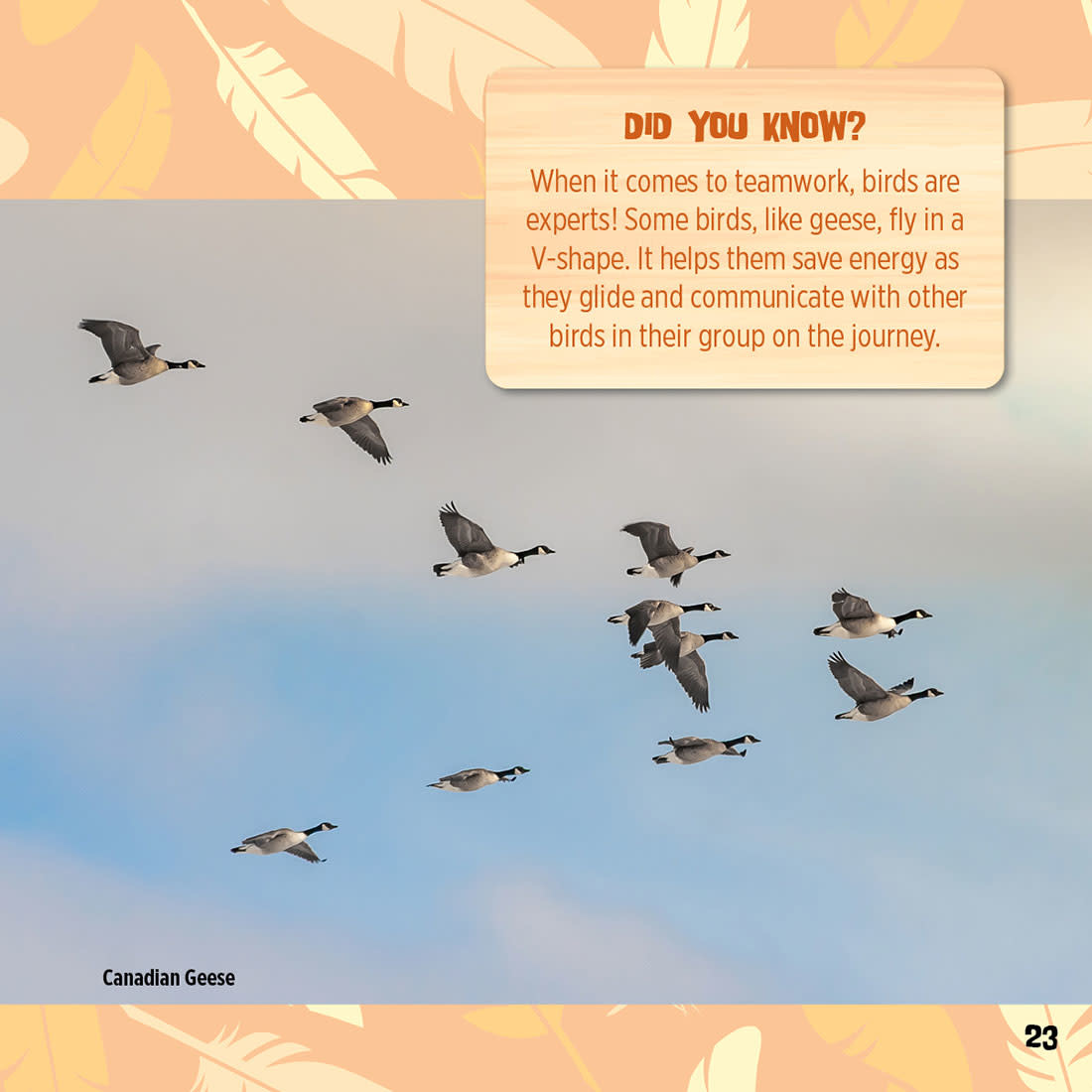 God Created Birds - Institute for Creation Research