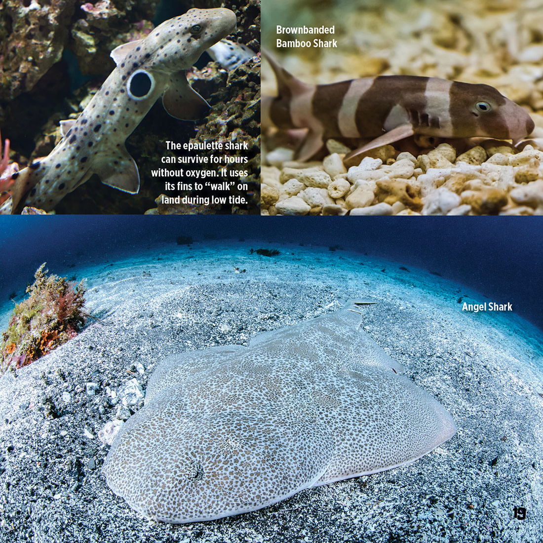God Created Sharks - Institute for Creation Research