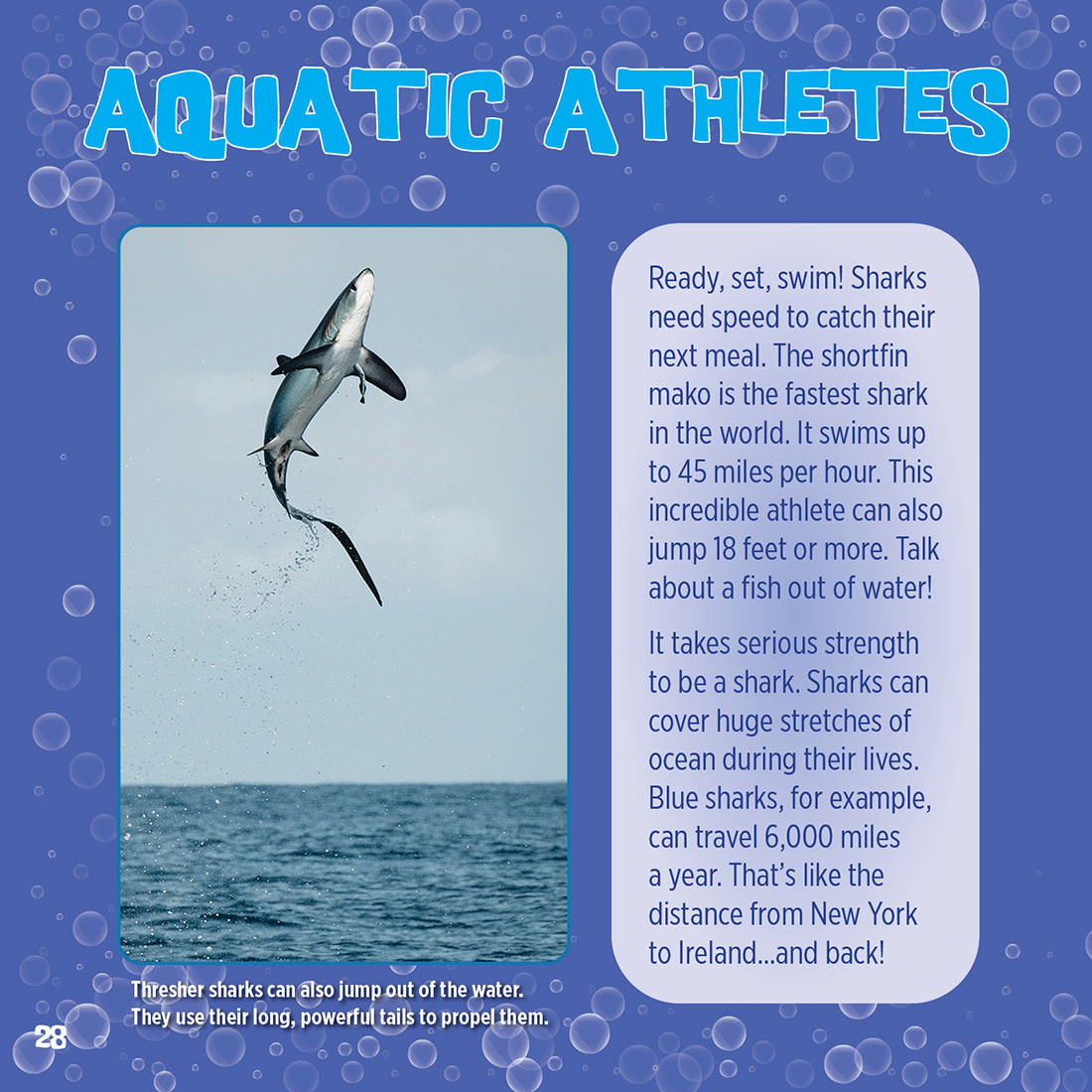 God Created Sharks - Institute for Creation Research
