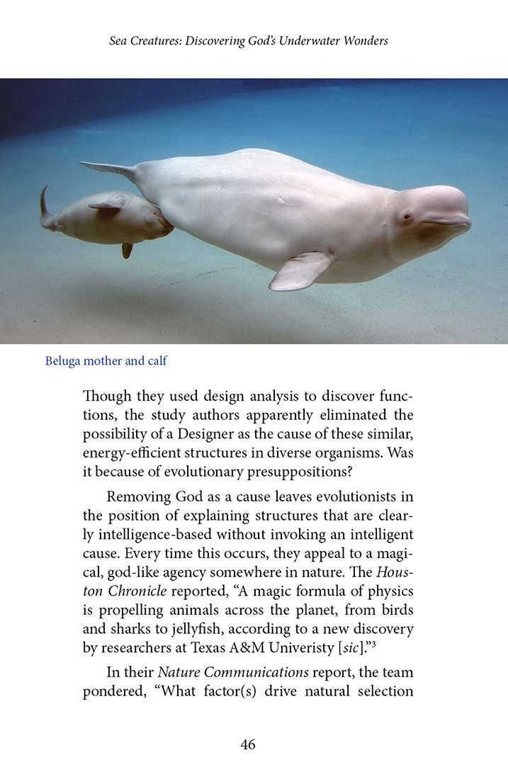 Sea Creatures: Discovering God’s Underwater Wonders - Institute for ...