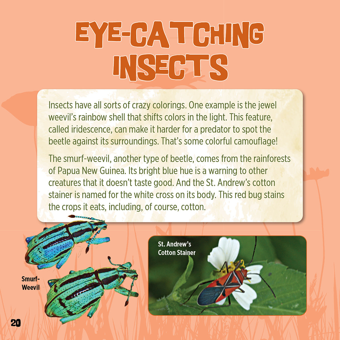God Created Insects - Institute for Creation Research