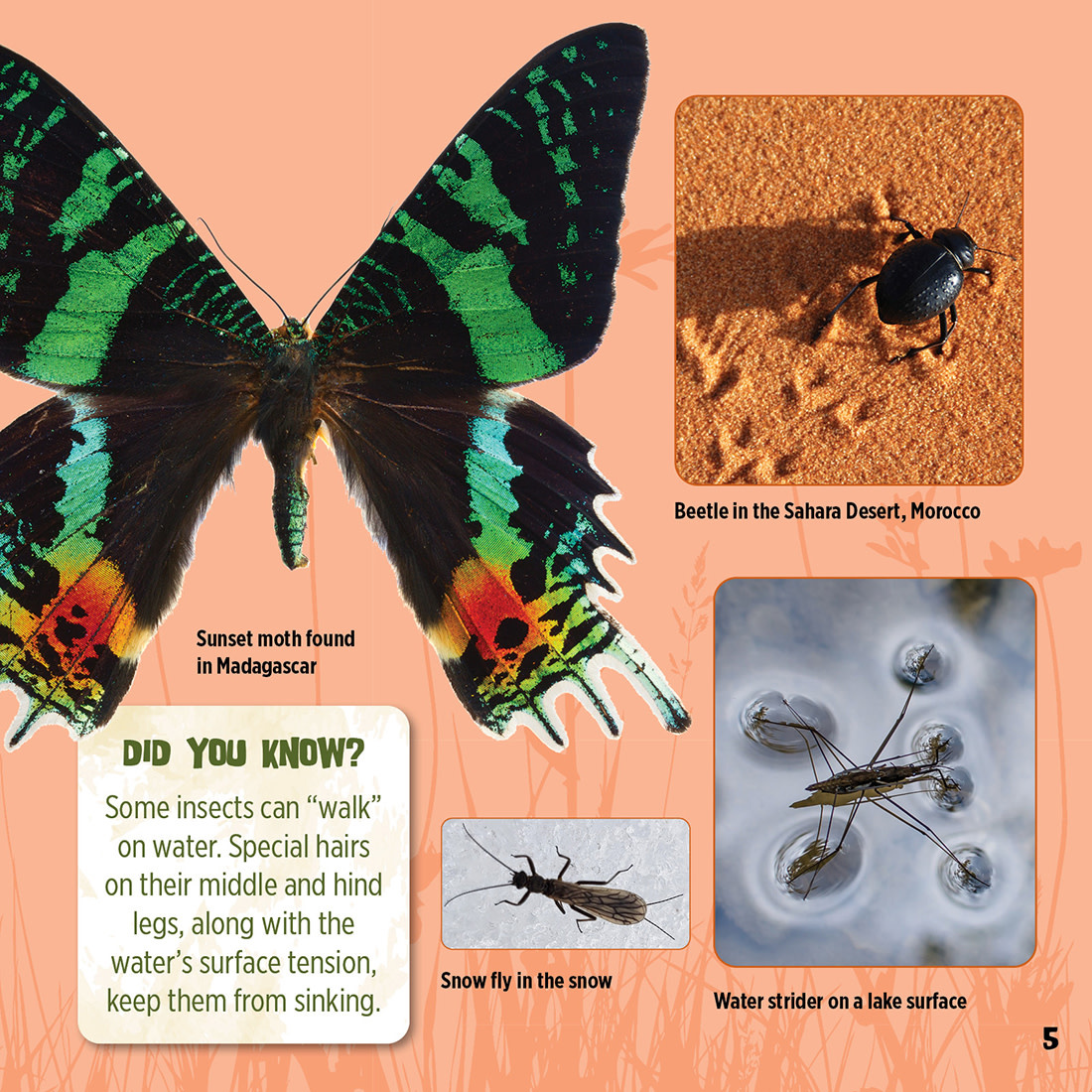 God Created Insects - Institute for Creation Research