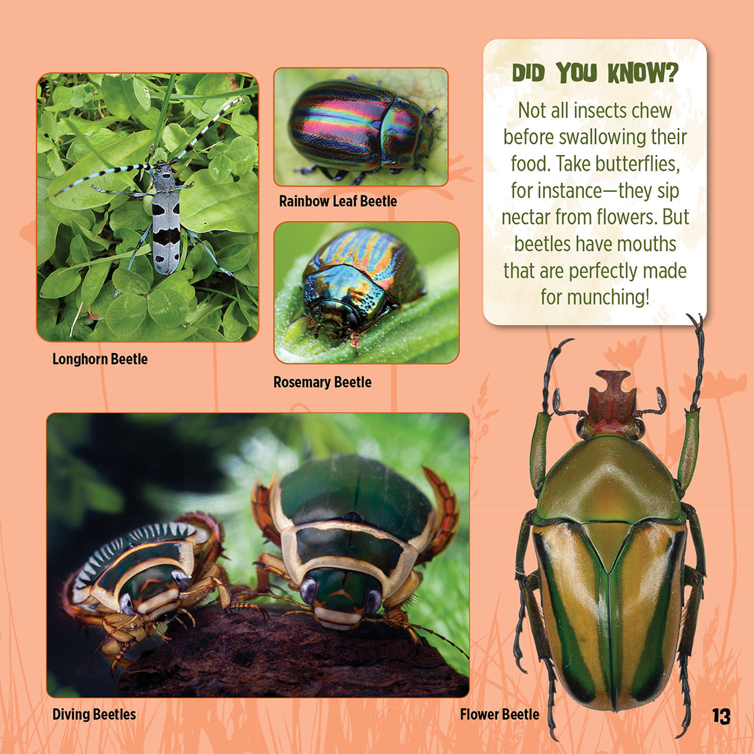 God Created Insects - Institute for Creation Research