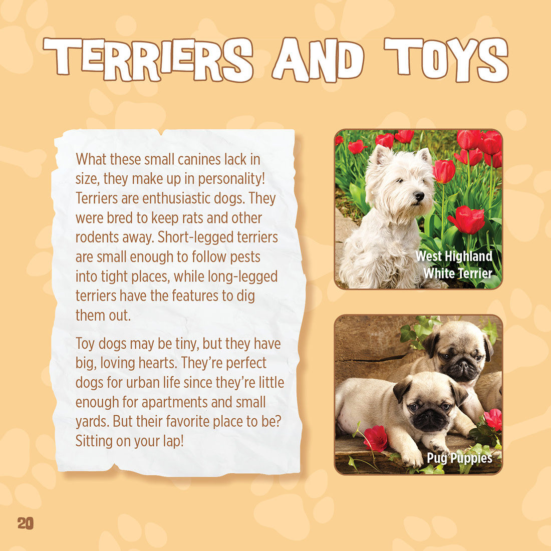 God Created Dogs - Institute for Creation Research