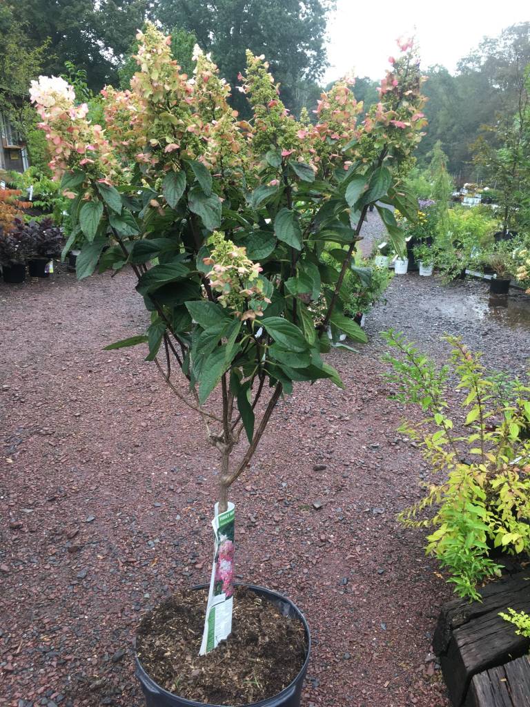 Pinky Winky Hydrangea Tree