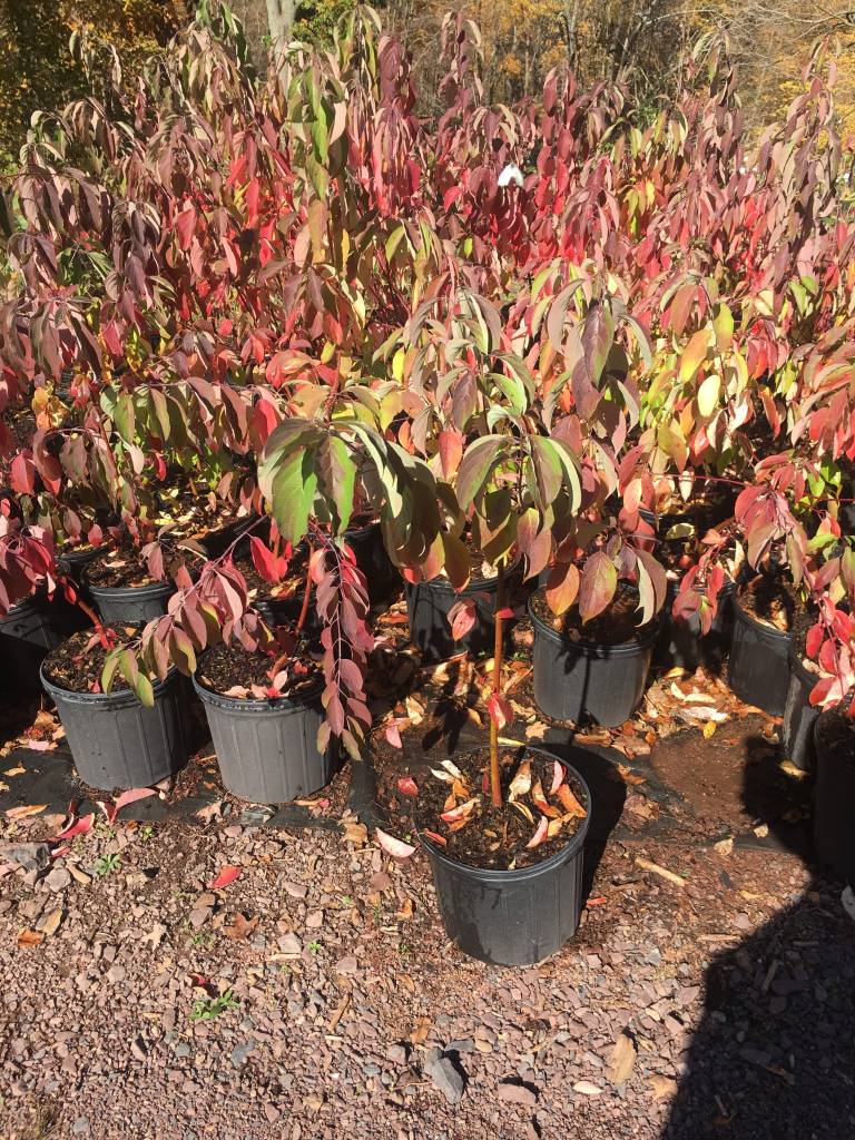 Cornus Amomum Dogwood Silky | Behmerwald Nursery - Behmerwald Nursery