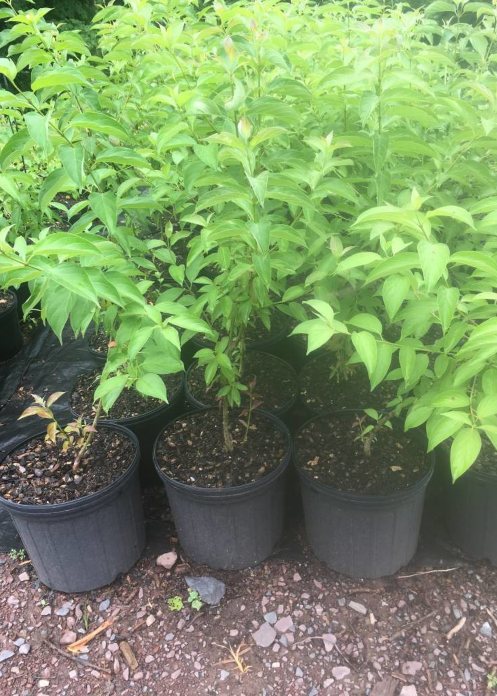 Cornus Racemosa Leaf