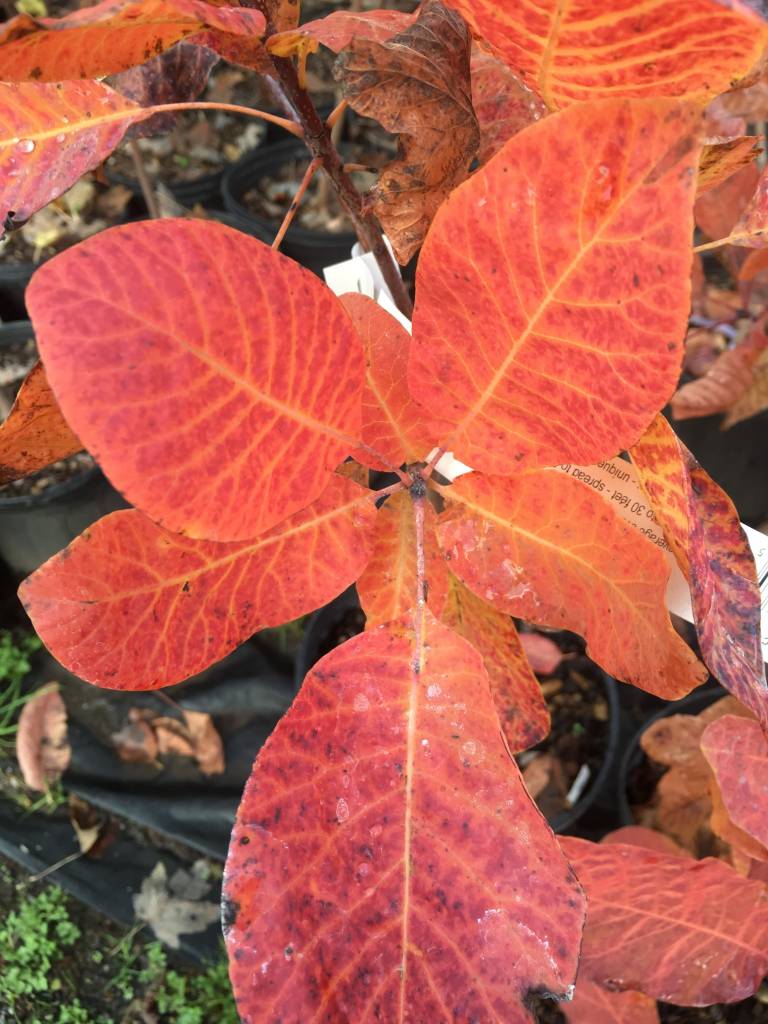 Native Tree Cotinus obovatus Smoketree, American, #3 - Behmerwald Nursery