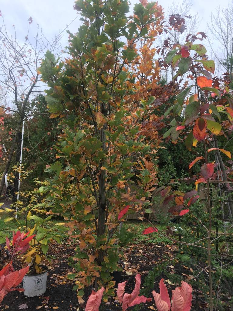 Quercus robur Regal Prince Oak, English Columnar Regal Prince, #15 ...