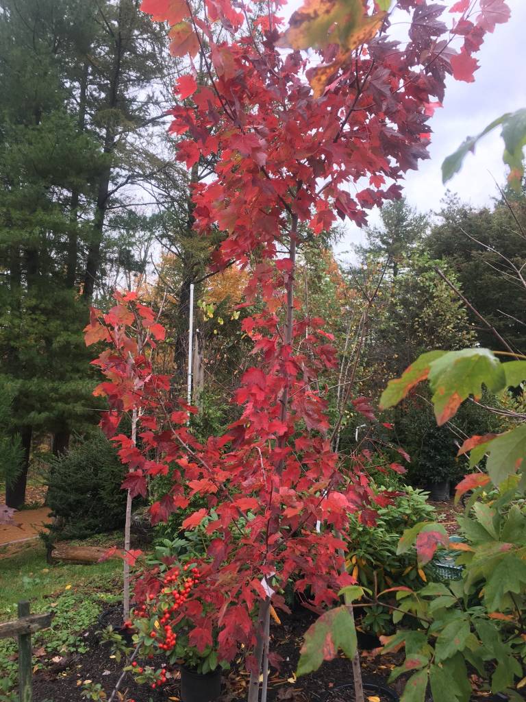 Acer rubrum Maple - Red, #3 - Behmerwald Nursery