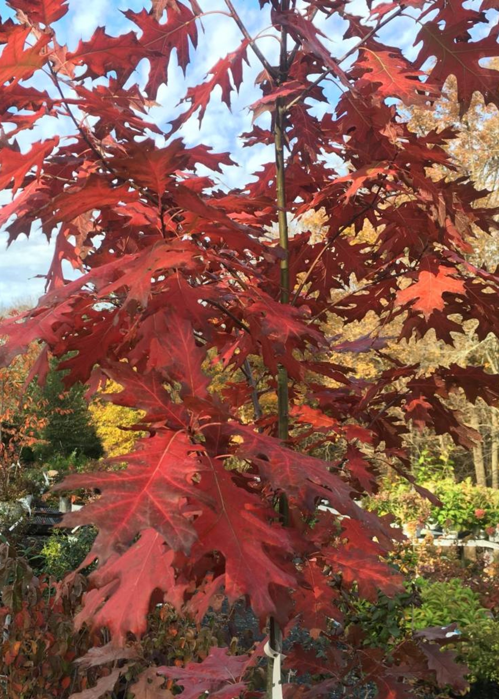 Quercus Muehlenbergii Fall Color