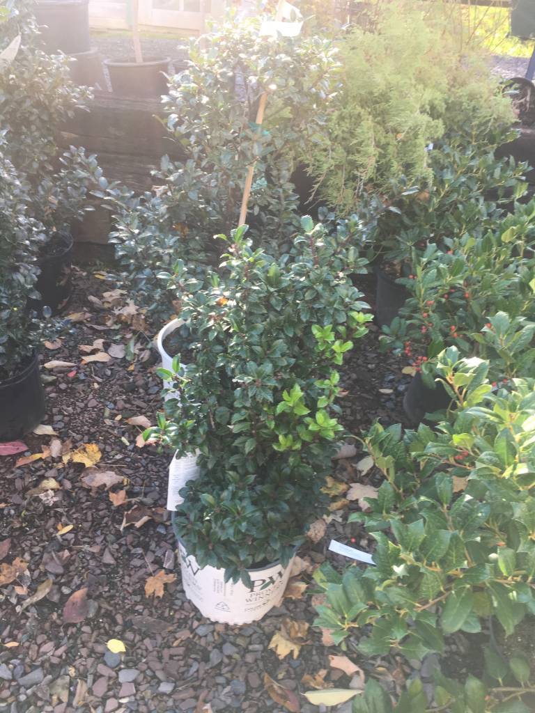 Ilex x meser. Heckenstar Holly - Blue, Castle Wall Pollinator, #3 ...