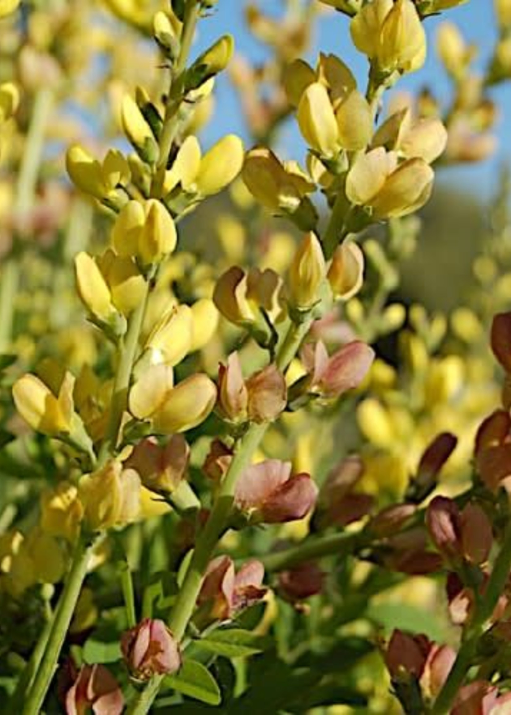 Yellow Baptisia Australis