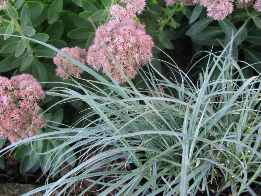 Carex Blue Zinger Grass - Ornamental Sedge, Blue Zinger, #1 ...