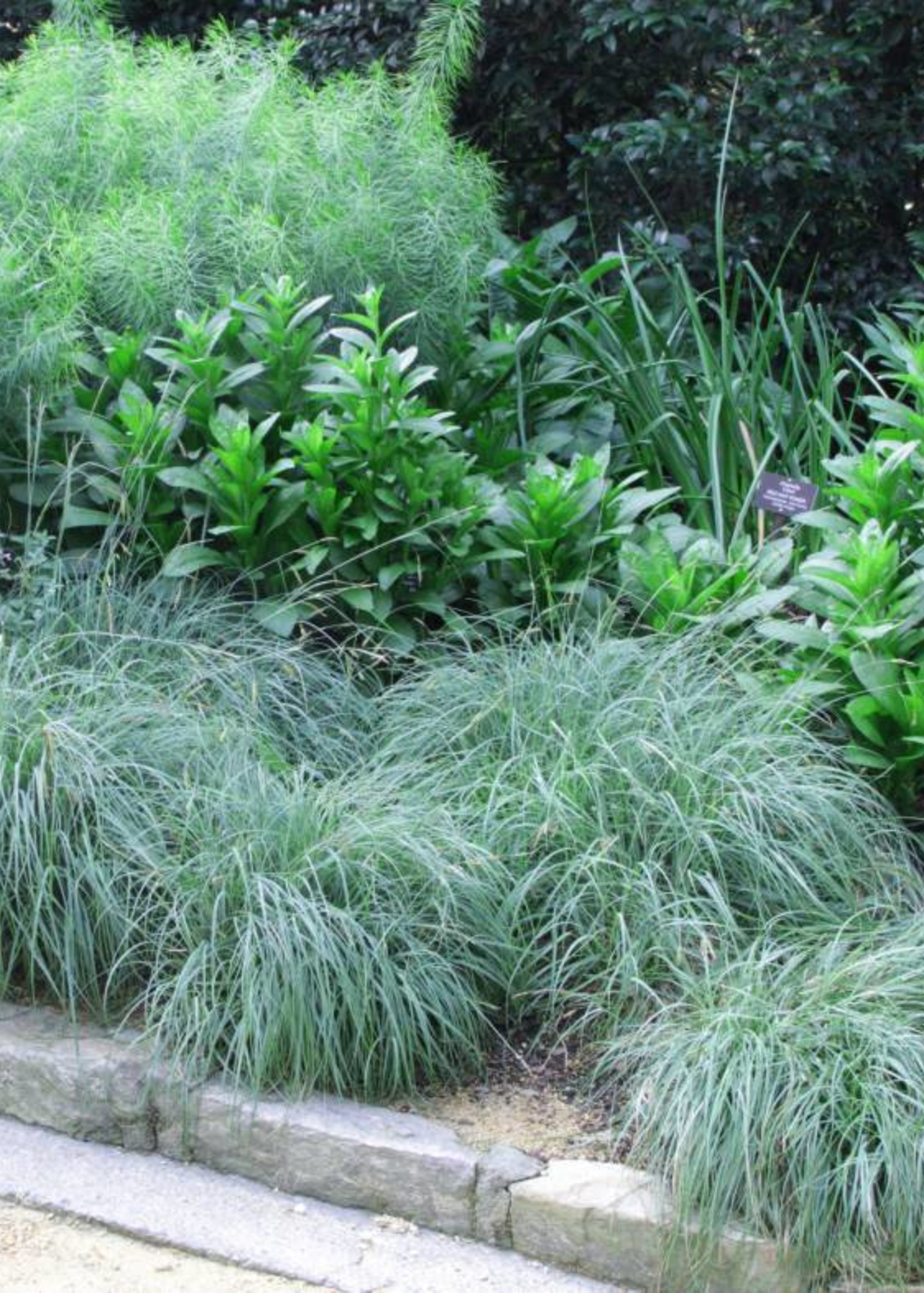 Carex Blue Zinger Grass - Ornamental Sedge, Blue Zinger, #1 ...