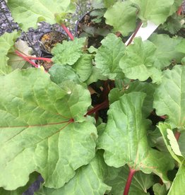 Edibles - Behmerwald Nursery