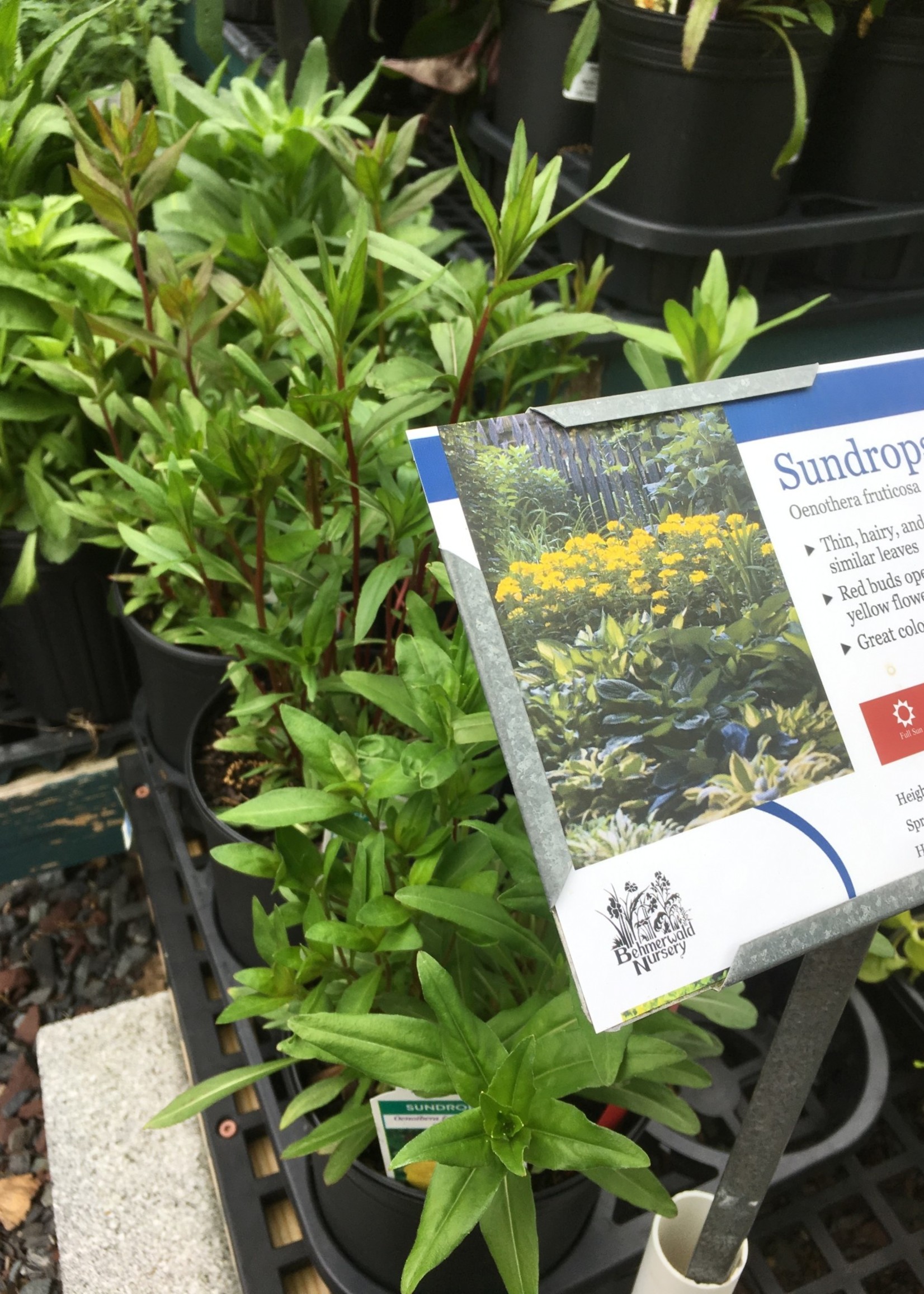 Oenothera Fruticosa