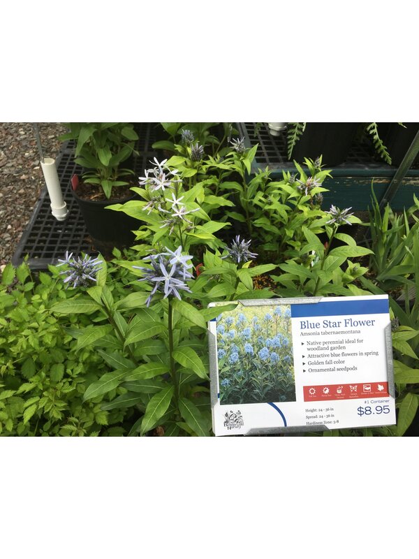 Amsonia hubrichtii Blue Star, Narrow Leaf Blue Star #1 - Behmerwald Nursery
