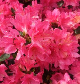 Shrubs - Behmerwald Nursery