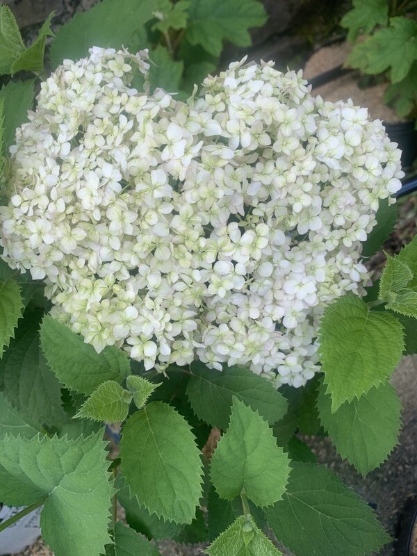 Hydrangea arborescens Radiata Invincible Lace, Smooth Hydrangea #3 ...