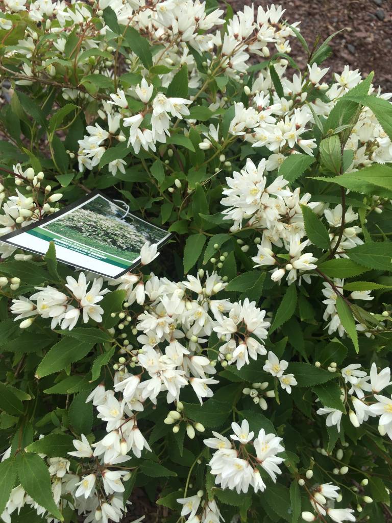 Deutzia gracilis Nikko | Behmerwald Nursery - Behmerwald Nursery
