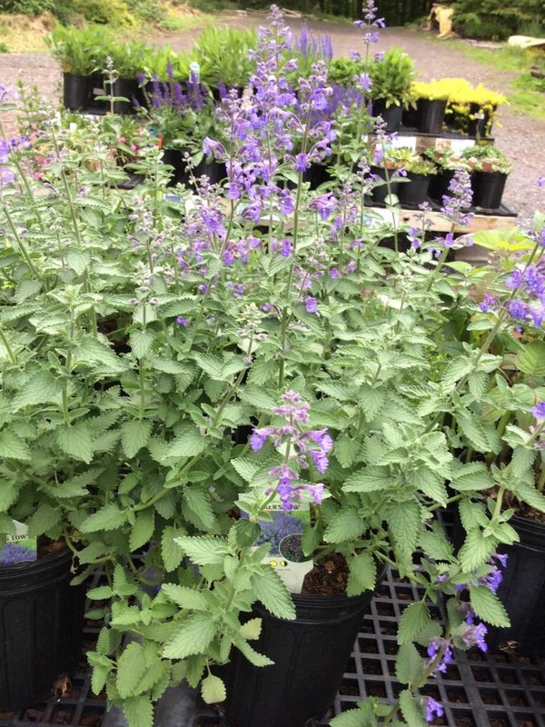 Nepeta subsessilis Purple prelude, Catmint, #1 - Behmerwald Nursery