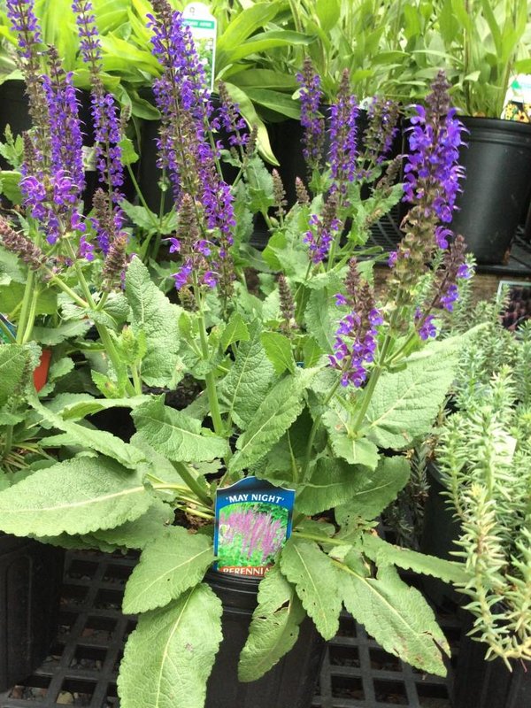 Salvia nem. Marcus Sage - Meadow, Marcus, #1 - Behmerwald Nursery