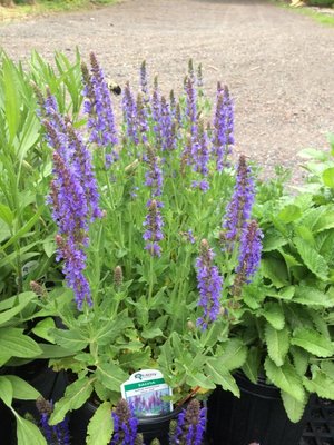 Salvia nem. Marcus Sage - Meadow, Marcus, #1 - Behmerwald Nursery
