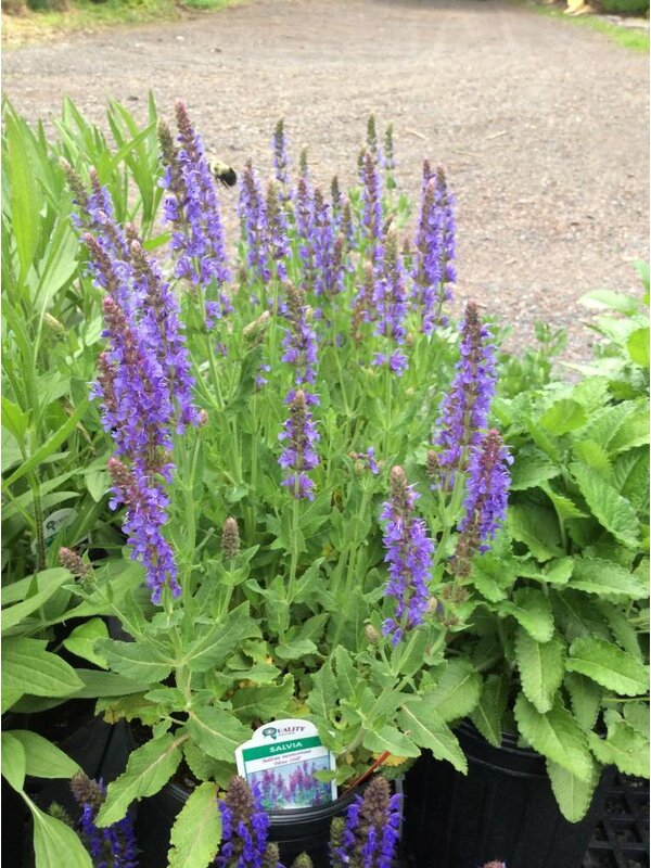 Salvia nem. Marcus Sage - Meadow, Marcus, #1 - Behmerwald Nursery