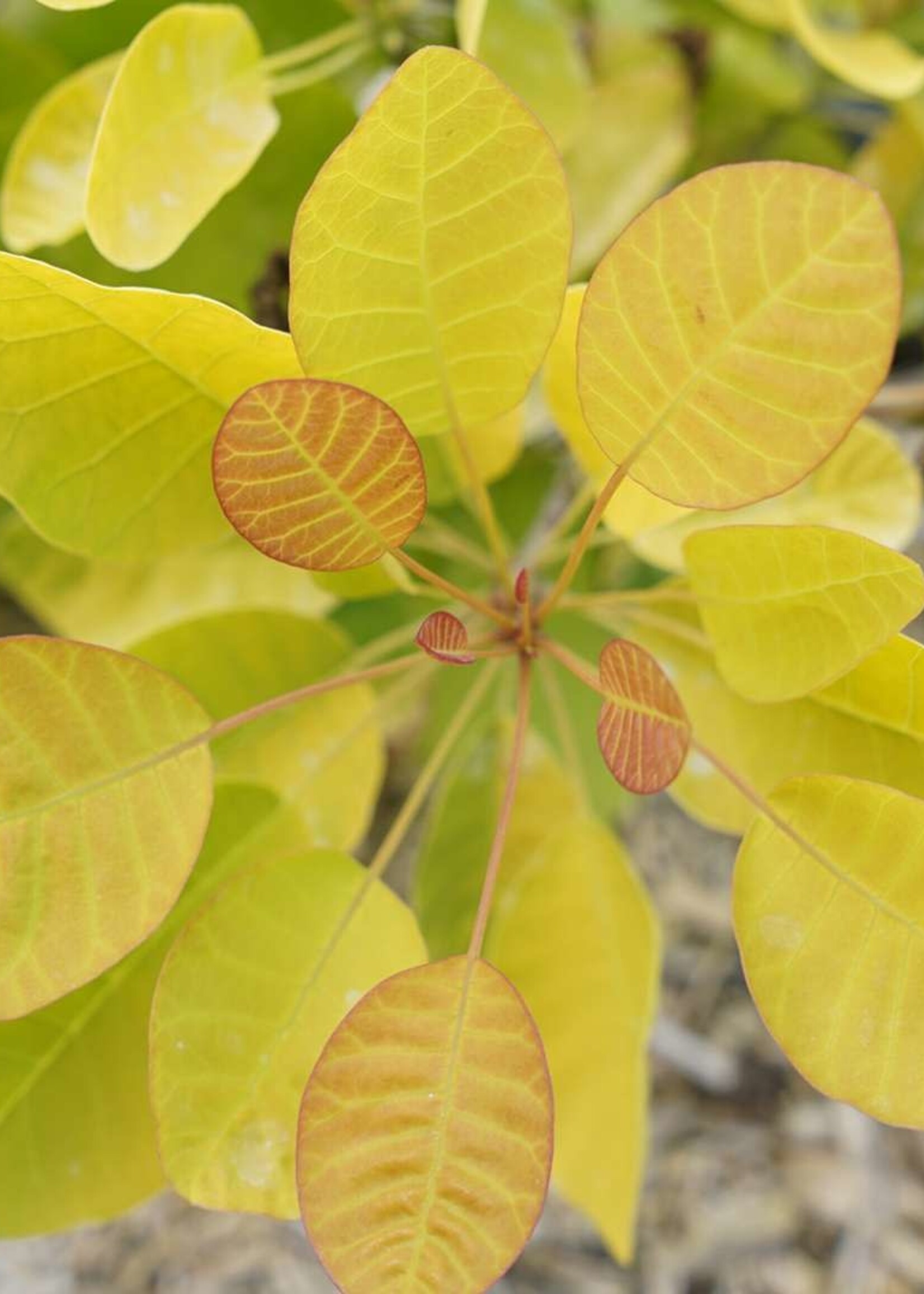Cotinus coggygria Winecraft Gold Smokebush, Winecraft Gold, #3 ...