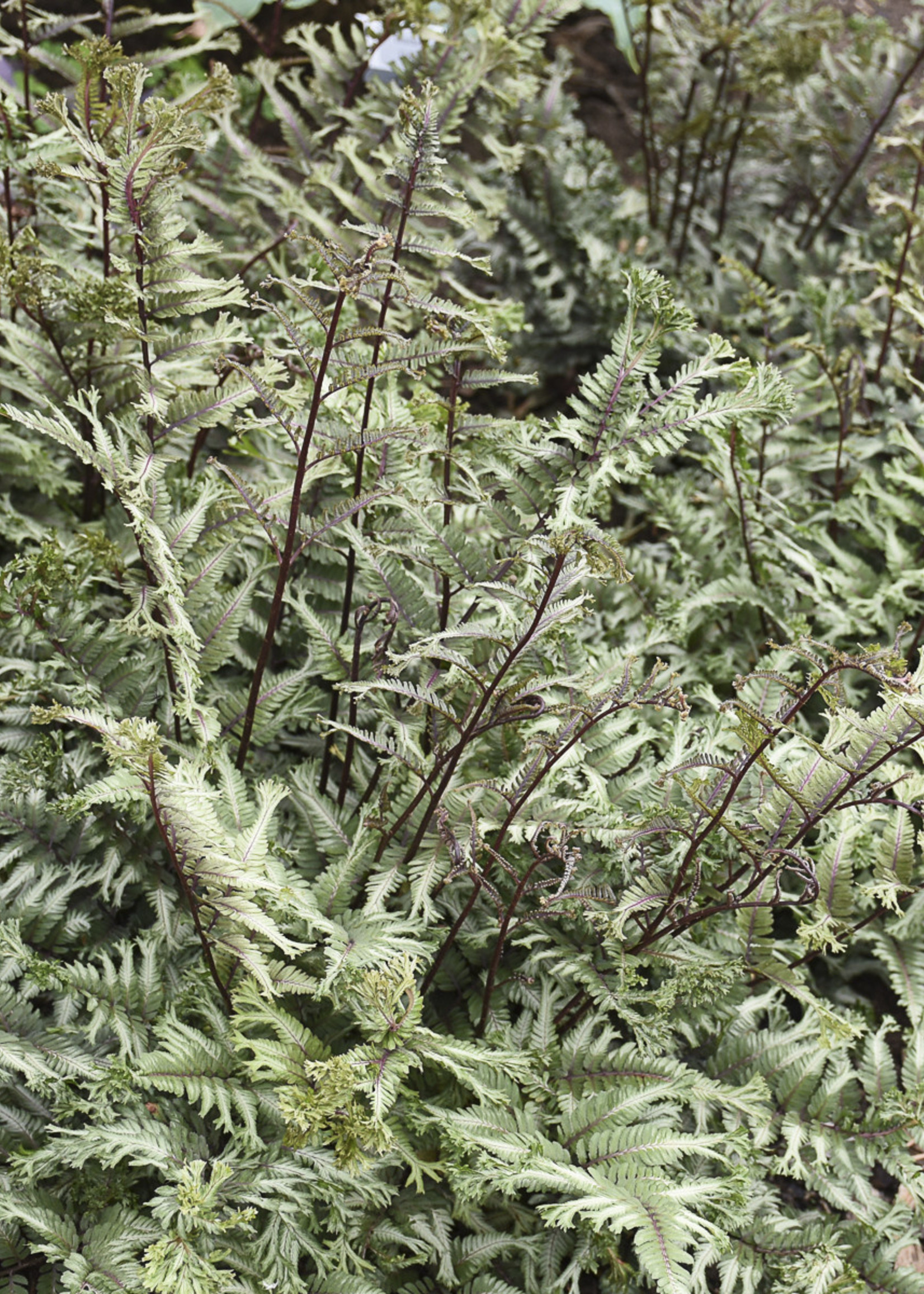 Japanese Painted Fern