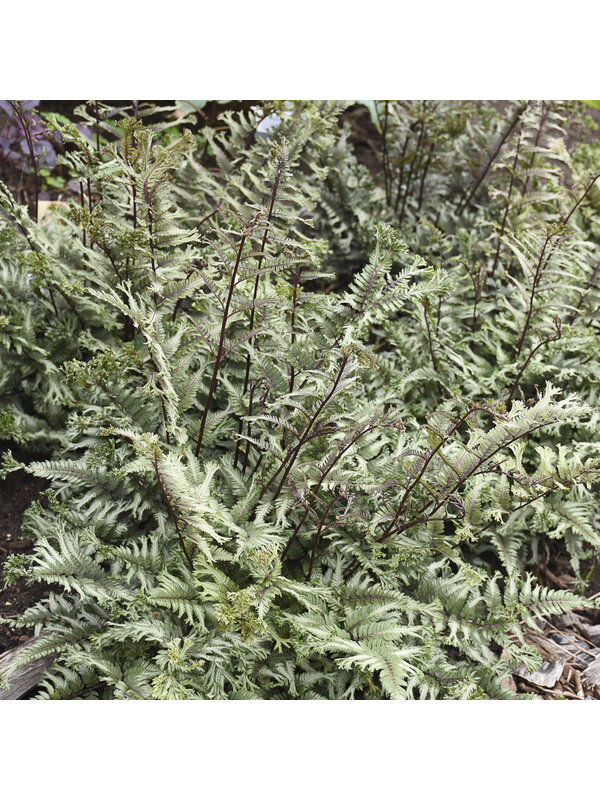 Copy of Athyrium nip. Crested Surf - Japanese Painted Fern, Pictum, #1 ...