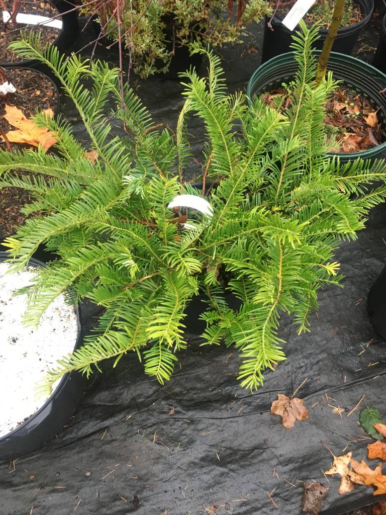 Japanese Plum Yew Prostrata Picked Up This Nice Plant Of Cephalotaxus