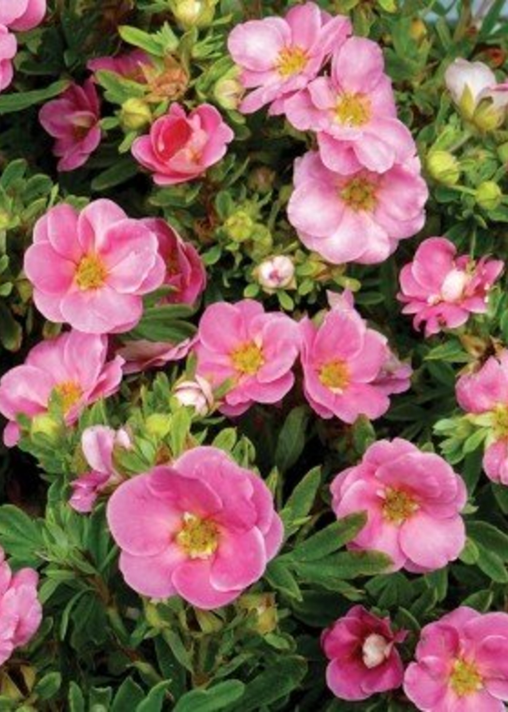 Potentilla frut. Kupinpa Bush Cinquefoil, Happy Face Pink Paradise, #3 ...