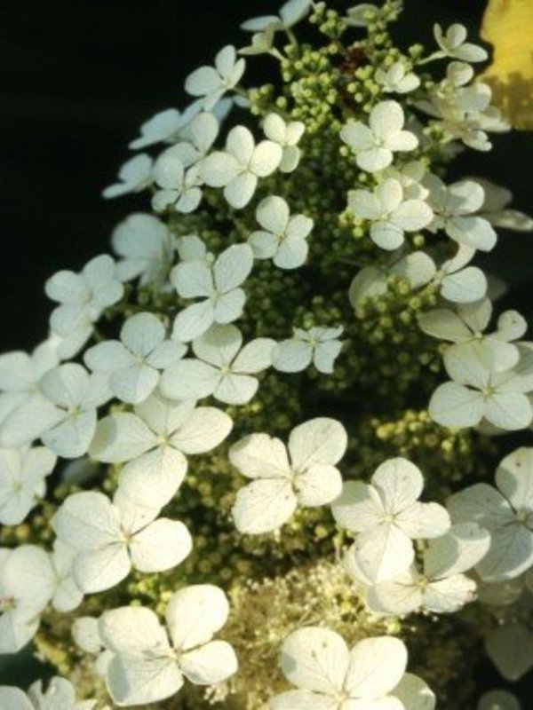Hydrangea querc. Snowcicle, Hydrangea - Oakleaf, #3 - Behmerwald Nursery