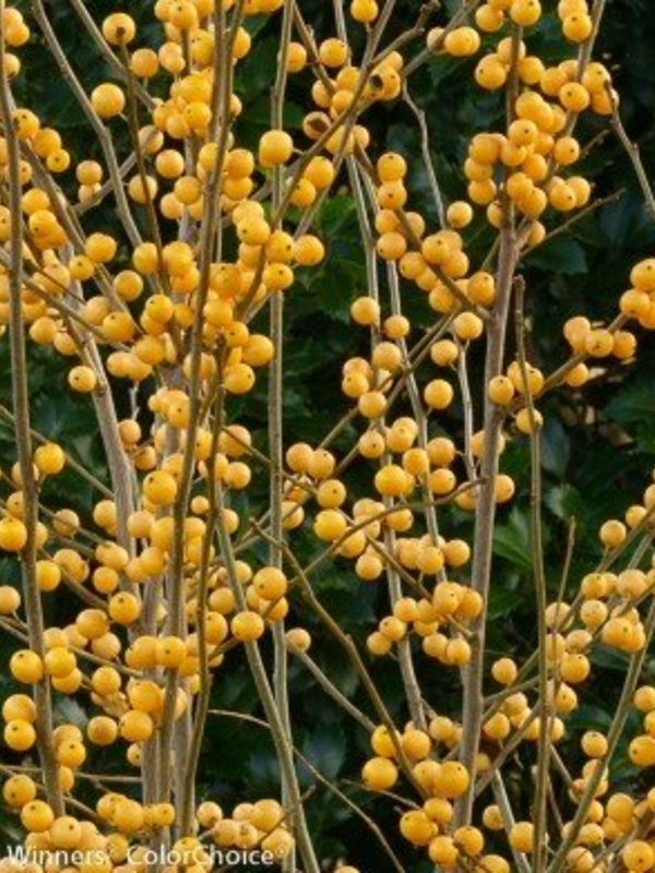 Ilex vert. Apollo Holly - Winterberry, Male Pollinator, #3 - Behmerwald ...