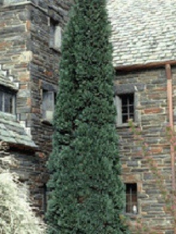 Chamaecyparis law. Haywire False Cypress, #3 - Behmerwald Nursery