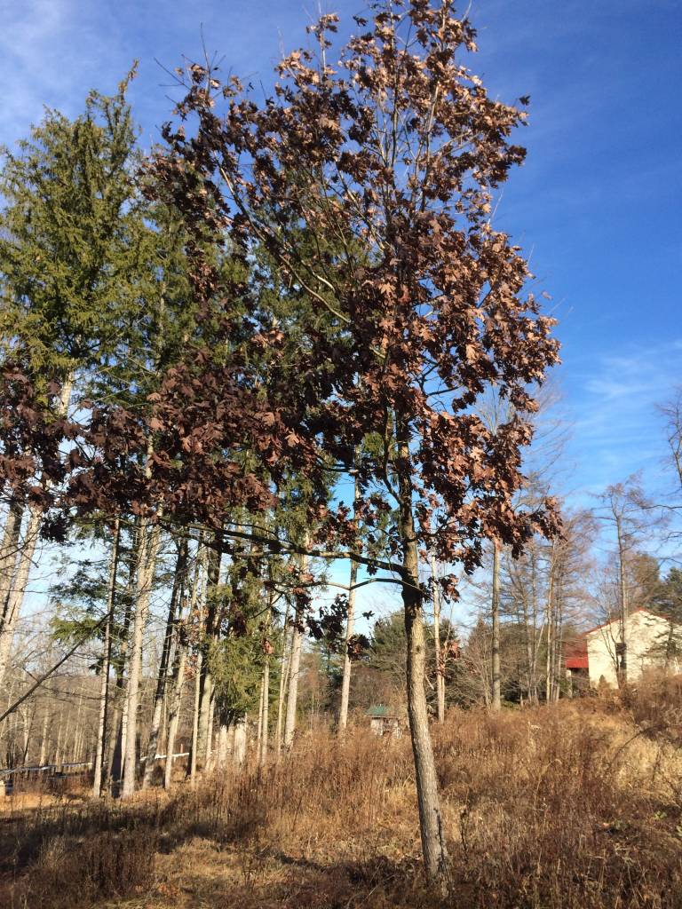 Quercus alba Oak, White, #3 - Behmerwald Nursery