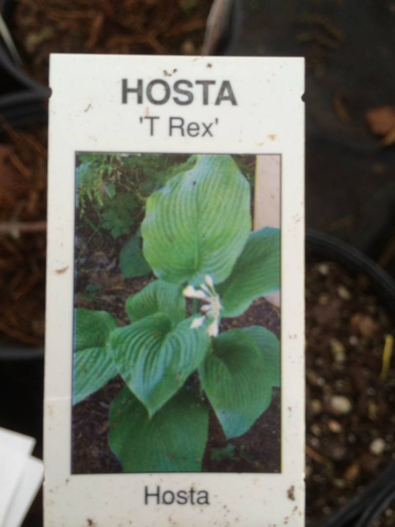 Hosta T Rex Plantain Lily, T Rex, #1 - Behmerwald Nursery
