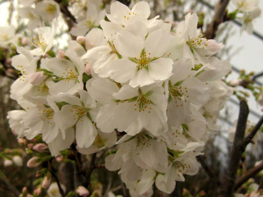 Prunus x yedoensis Cherry - Yoshino, #15 - Behmerwald Nursery