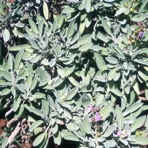 Sage, Grey, herb, 4" pot - Behmerwald Nursery