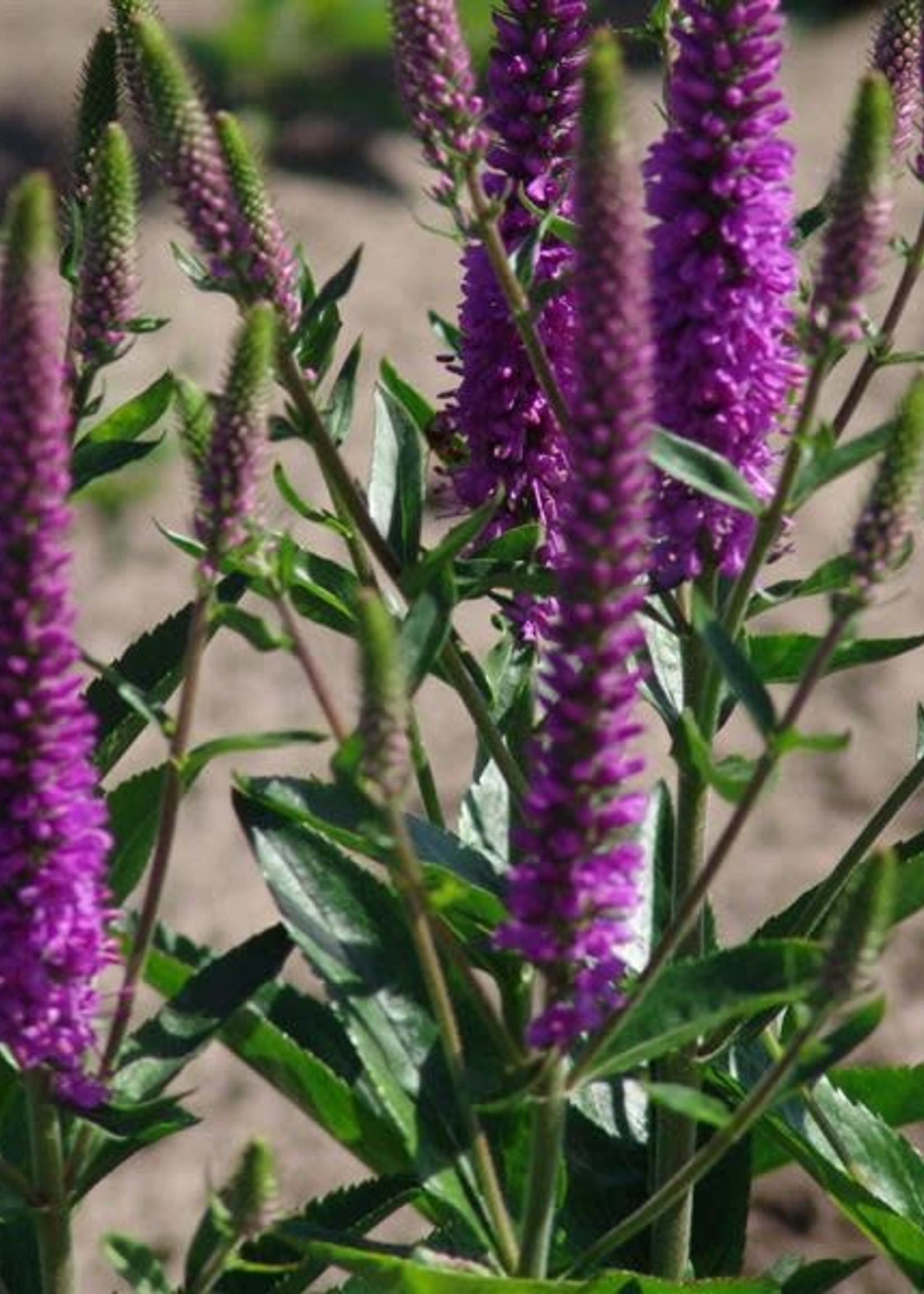 Veronica Purpleicious, Speedwell, #1 - Behmerwald Nursery