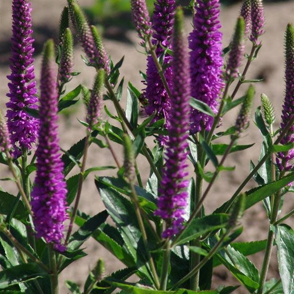 Veronica Purpleicious, Spike Speedwell | Behmerwald - Behmerwald Nursery