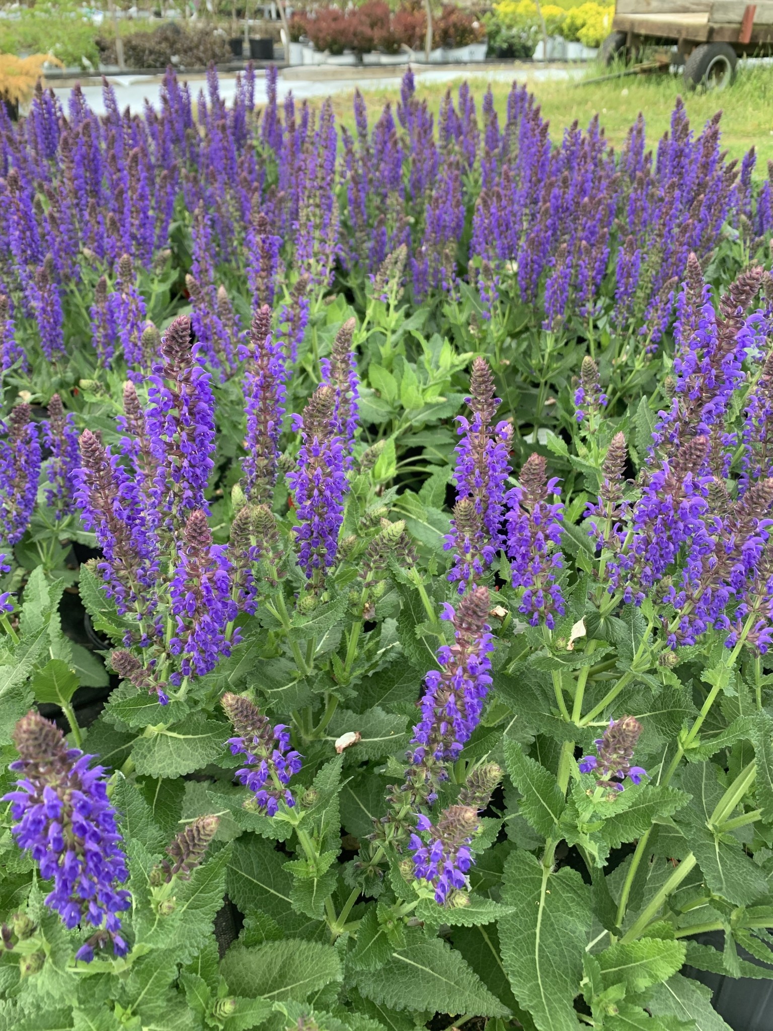 Salvia